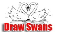 Draw-Swans | Shoo Rayner Children's Author & Illustrator