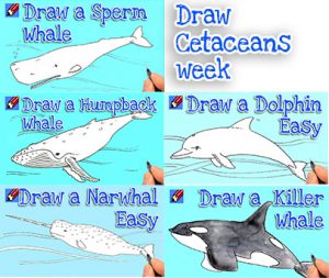 Learn to draw Cetaceans this week – Shoo Rayner