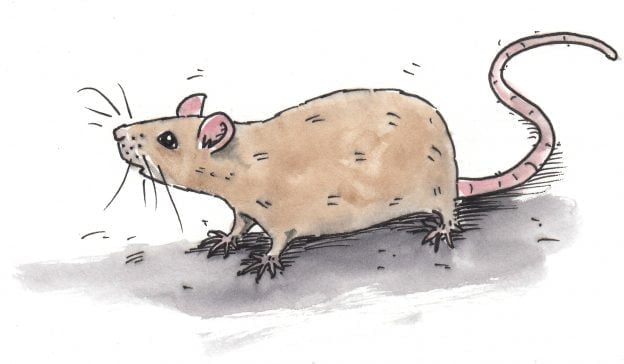 How to draw a Rat Real Easy for Chinese New Year – Shoo Rayner