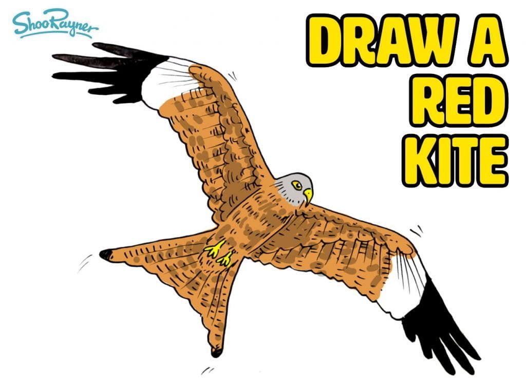 How to Draw Red Kite in Flight – Shoo Rayner
